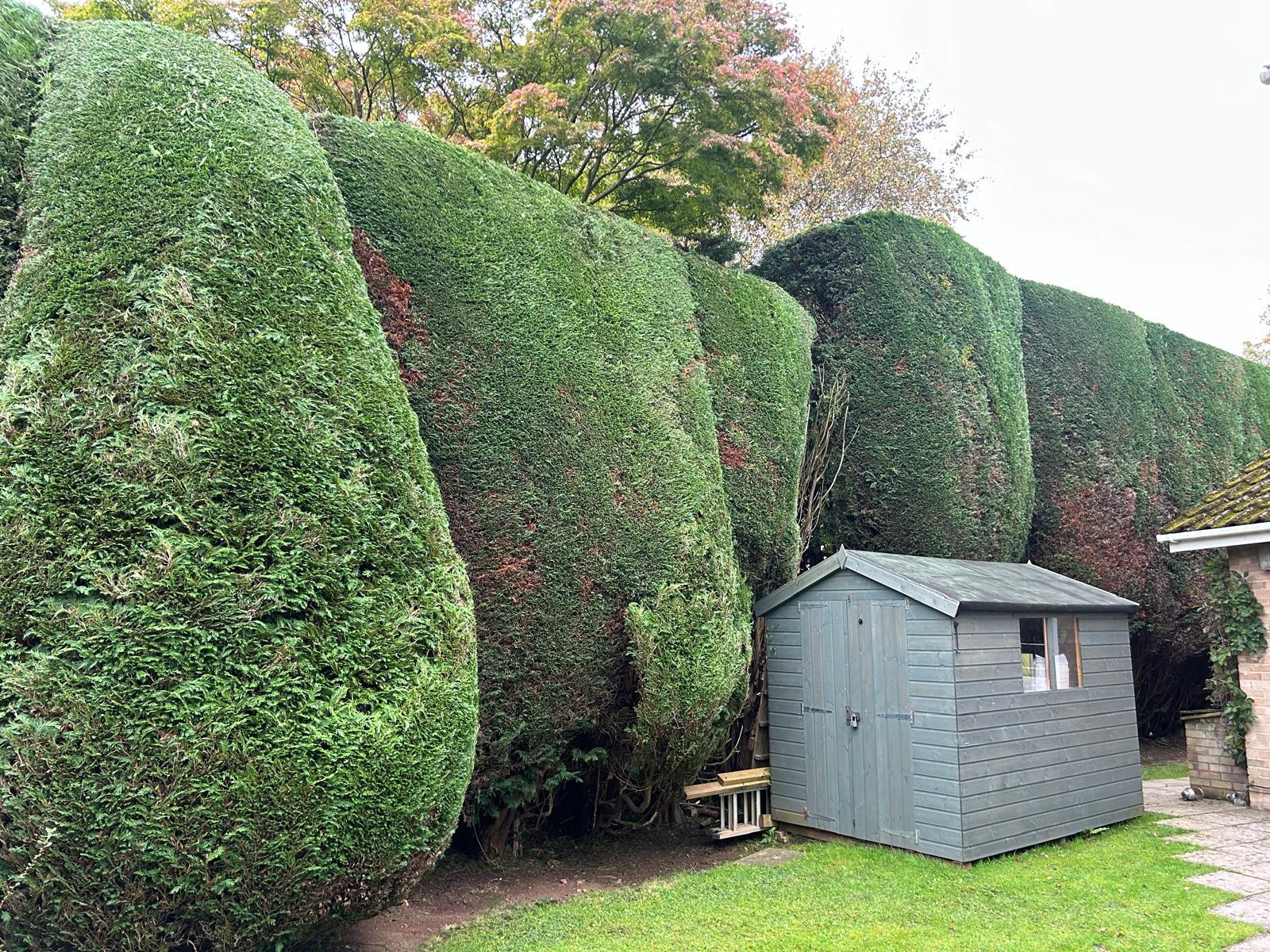 Hedge Cutting - Bristol Garden Services